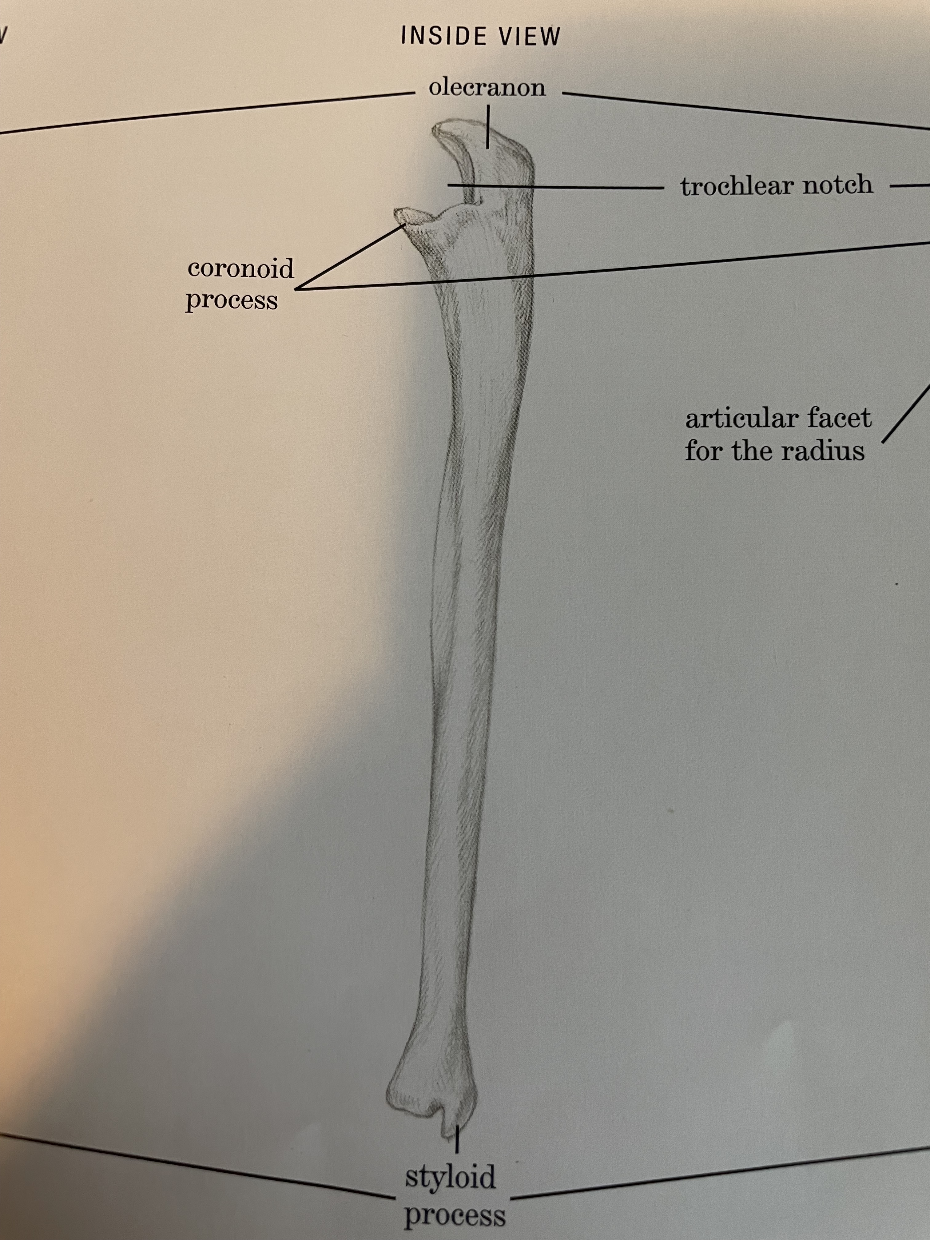 Human Anatomy Study – Matthew Tunney